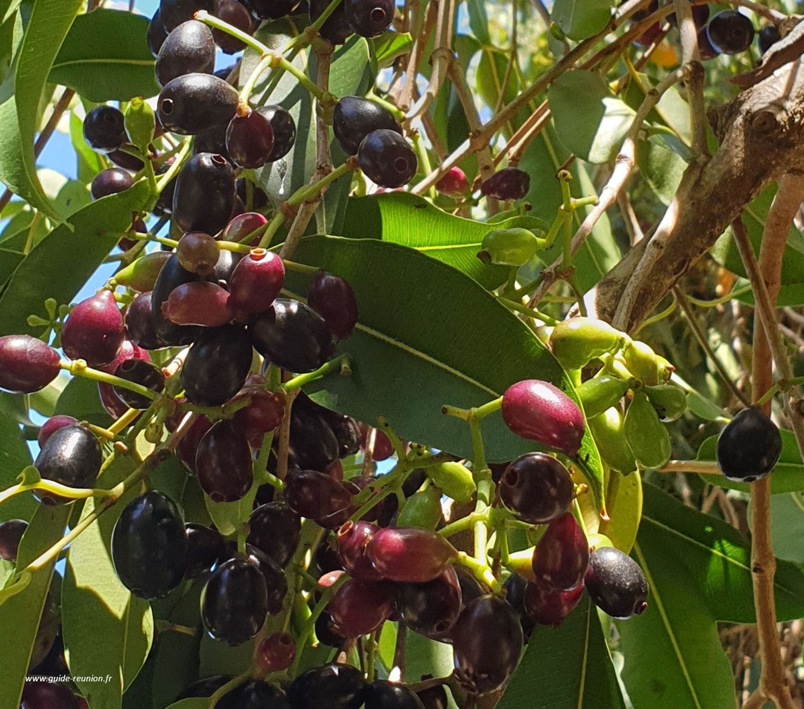 Jamblon : Fruit Exotique à La Réunion
