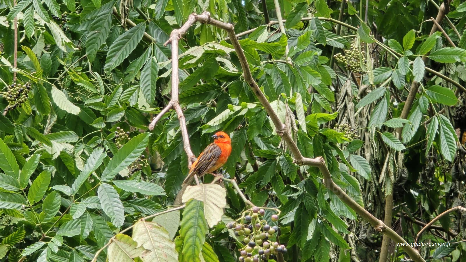 La Cardinal : un oiseau apprécié à La Réunion