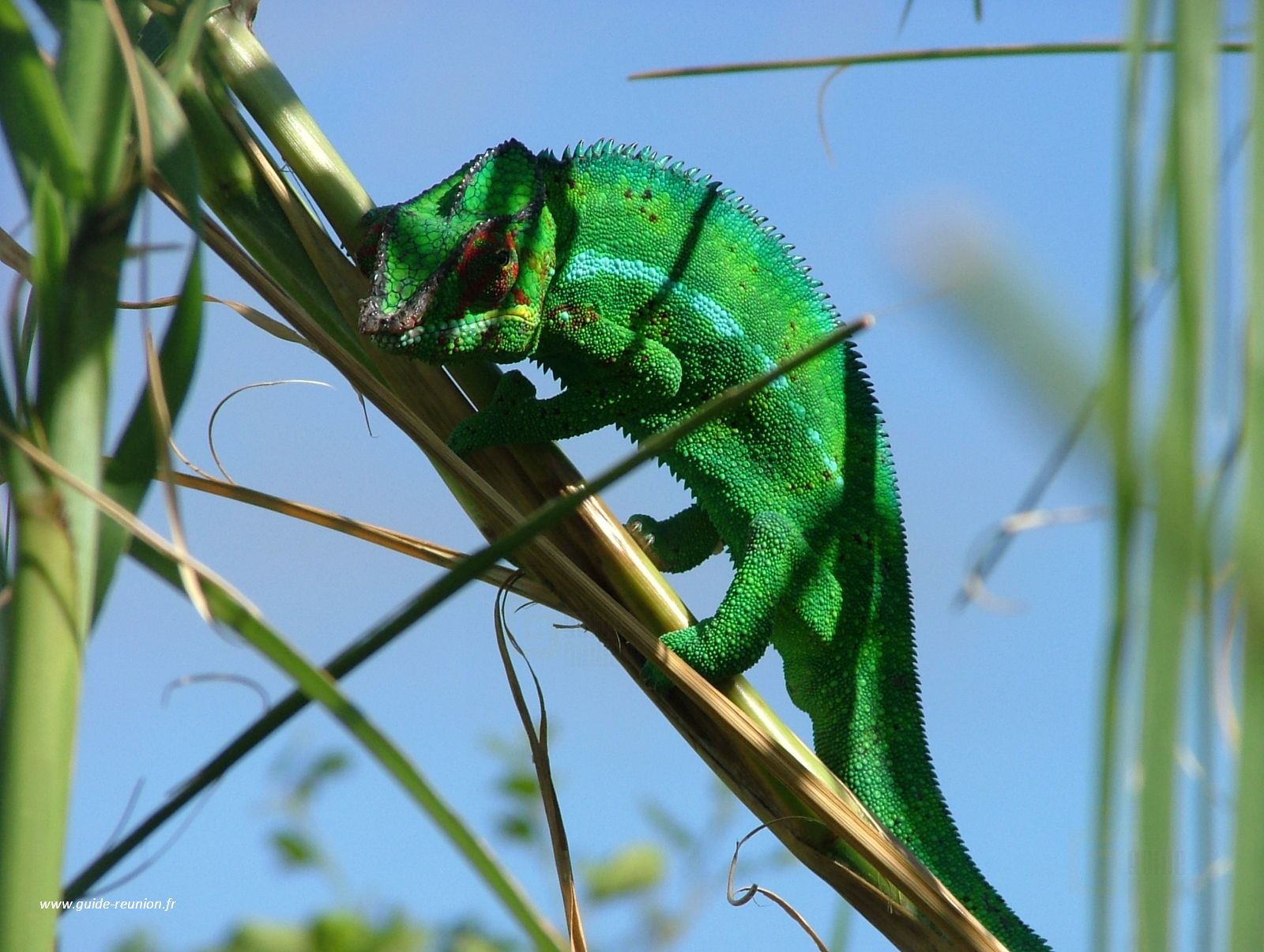Caméléon Endormi de La Réunion